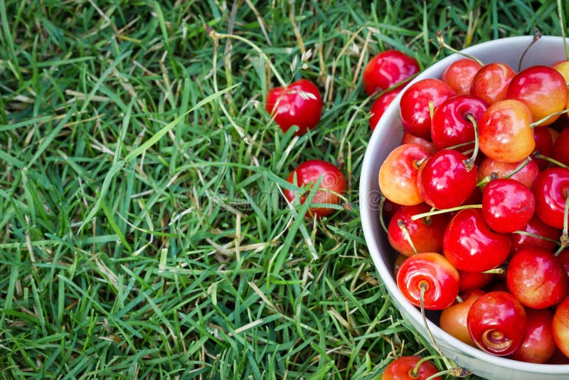 Sweet cherry stock image. Image of food, group, berry - 47675575