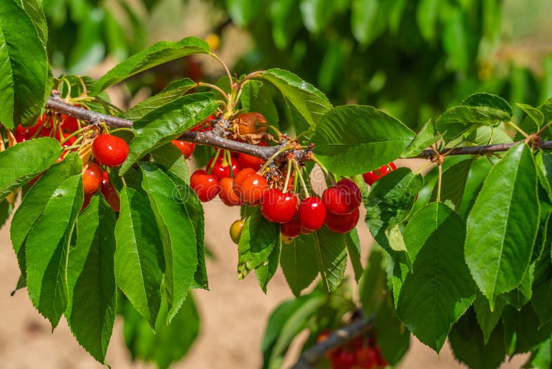 Sweet Cherry on a Green Tree Branches Full of Ripe Red Fruit in Spring ...