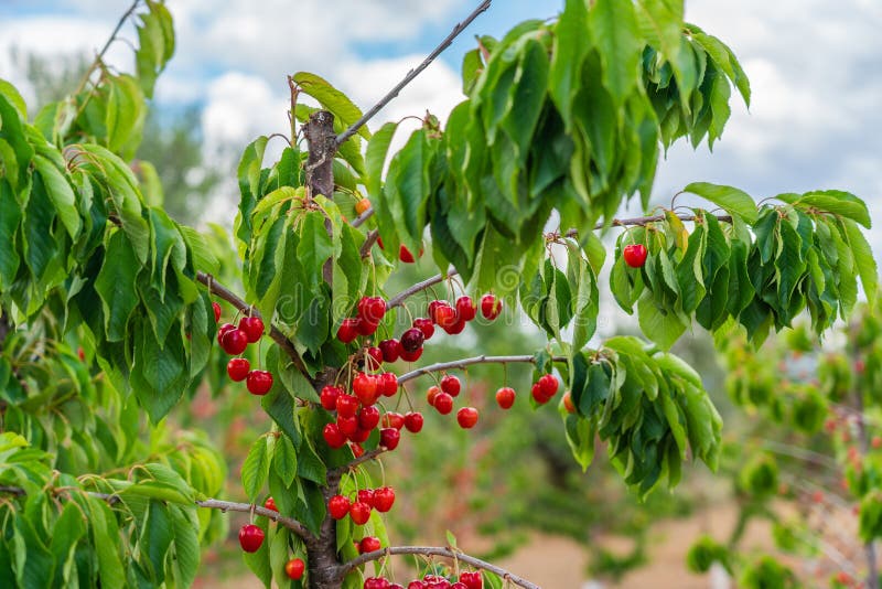 Sweet Cherry on a Green Tree Branches Full of Ripe Red Fruit in Spring ...