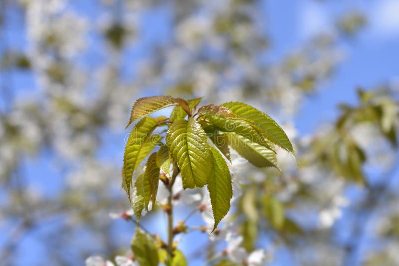 Bird cherry stock image. Image of hogberry, dogwood - 322284709