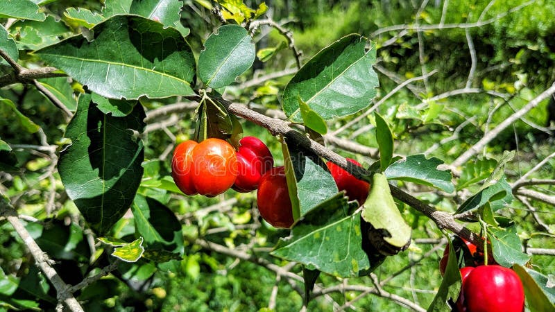 Sweet cherry mature fruits stock photo. Image of mature - 362984408
