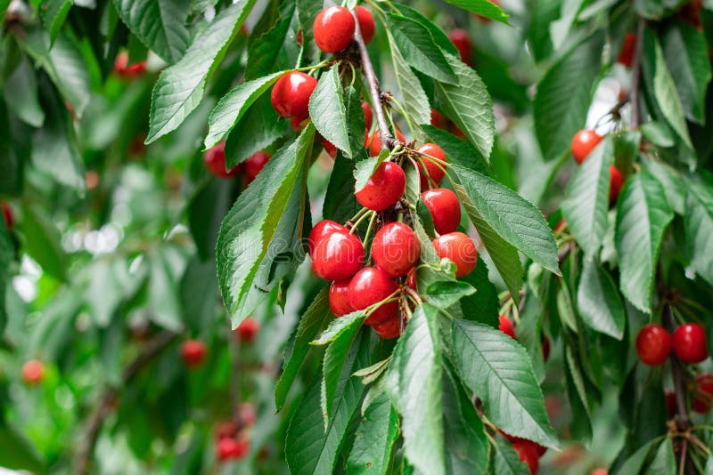 Sweet Cherry Red Berries on a Tree Branch Close Up Stock Image - Image ...