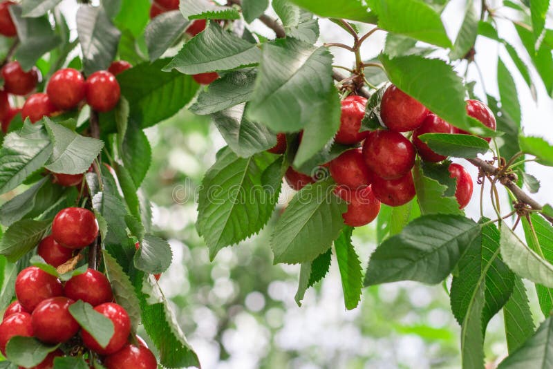 Sweet Cherry Red Berries on a Tree Branch Close Up Stock Photo - Image ...