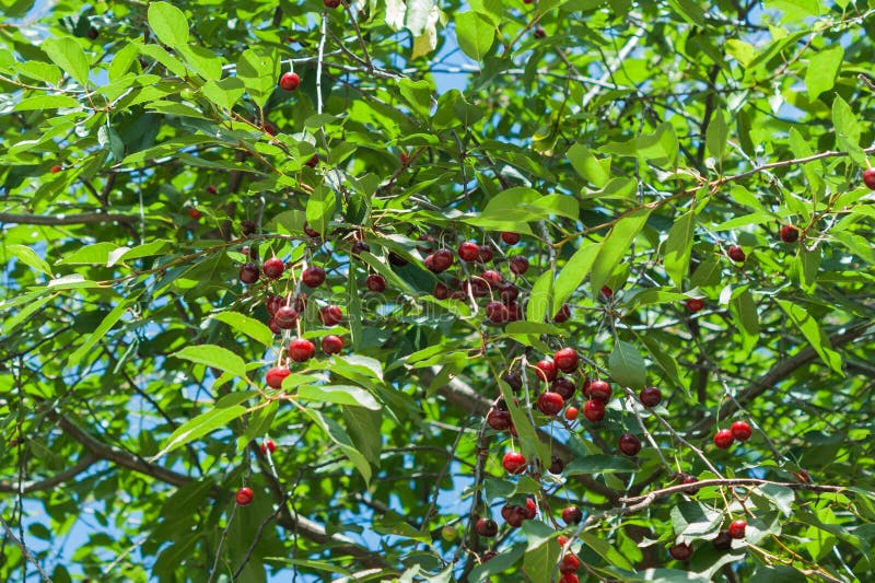 Sweet Cherry Red Berries on a Tree Branch Stock Image - Image of ...