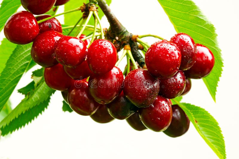 Sweet Cherry Red Berries on a Tree Branch Close Up. Stock Photo - Image ...