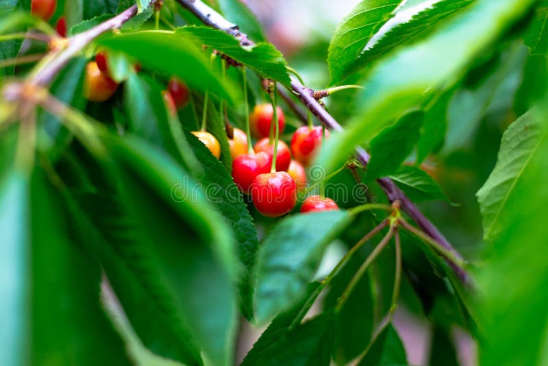 Sweet cherry on the tree stock image. Image of bunch - 123131799