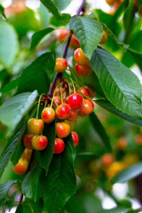 Sweet cherry on the tree stock image. Image of branch - 123248187