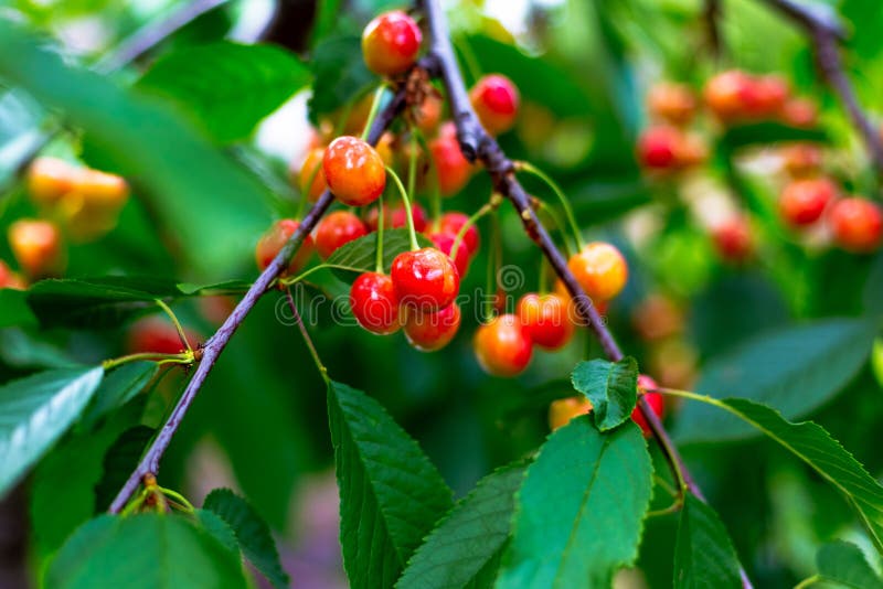 Sweet cherry on the tree stock photo. Image of gardening - 123280664