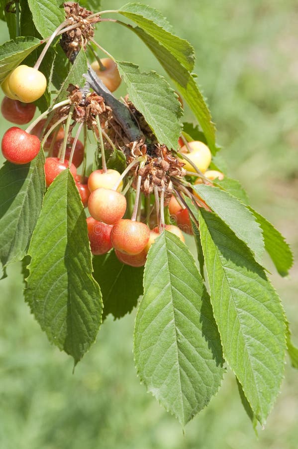 Sweet cherry tree stock image. Image of leaf, agriculture - 25324141