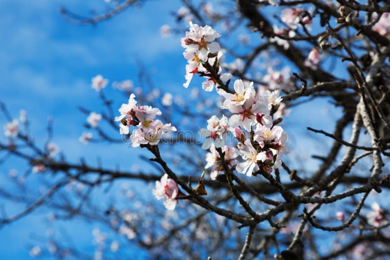 Sweet Cherry Tree Blossoming in Spring Stock Image - Image of garden ...