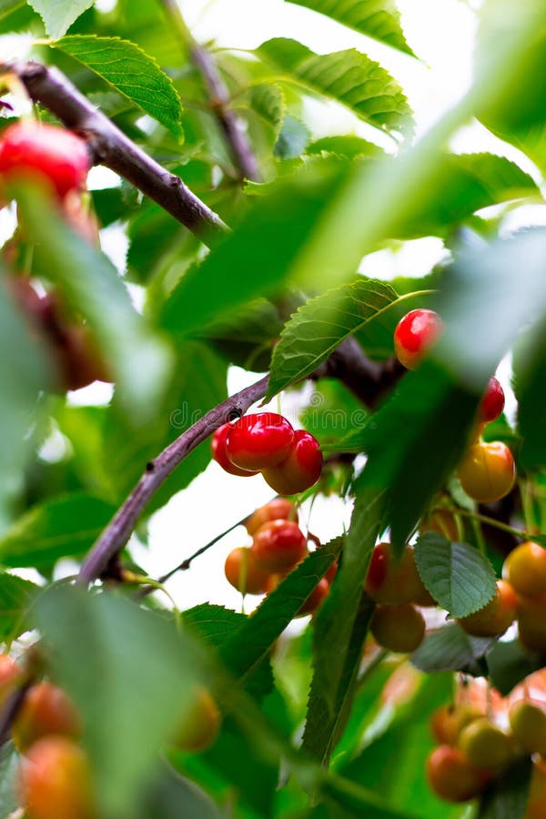 Sweet cherry on the tree stock photo. Image of berries - 123127714