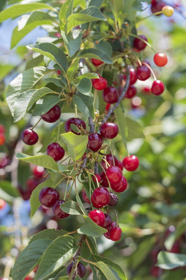 Sweet cherry on a tree stock photo. Image of garden - 224013950