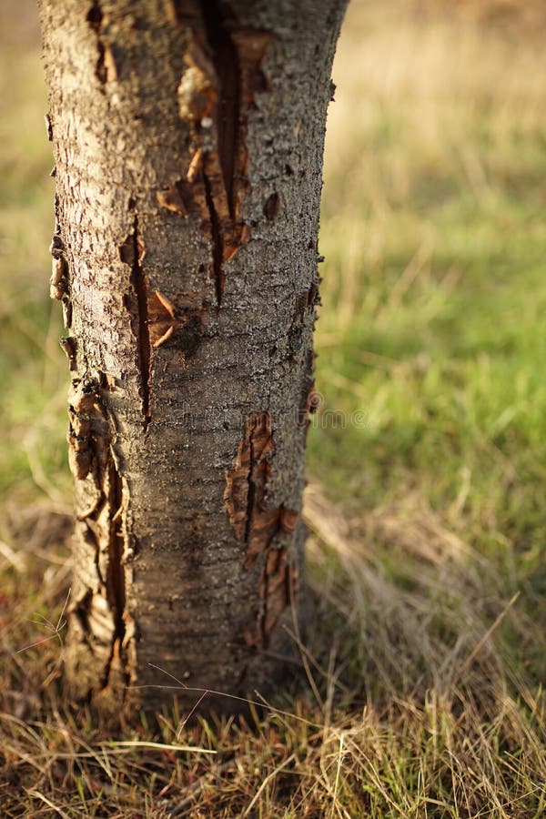 Sweet Cherry Tree Trunk with Scrubbing Bark Stock Image - Image of wood ...