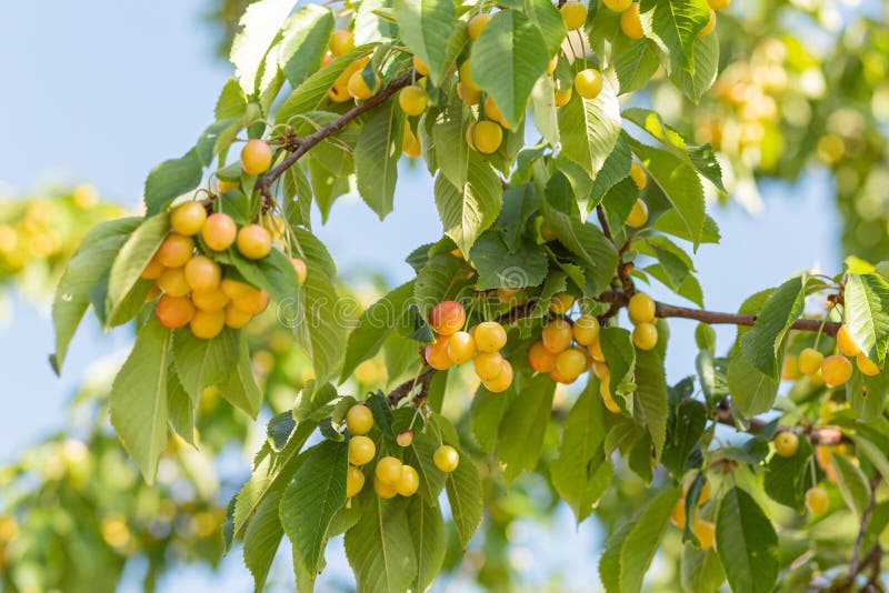 Sweet Cherry Yellow Berries on a Tree Branch Close Up Stock Photo ...