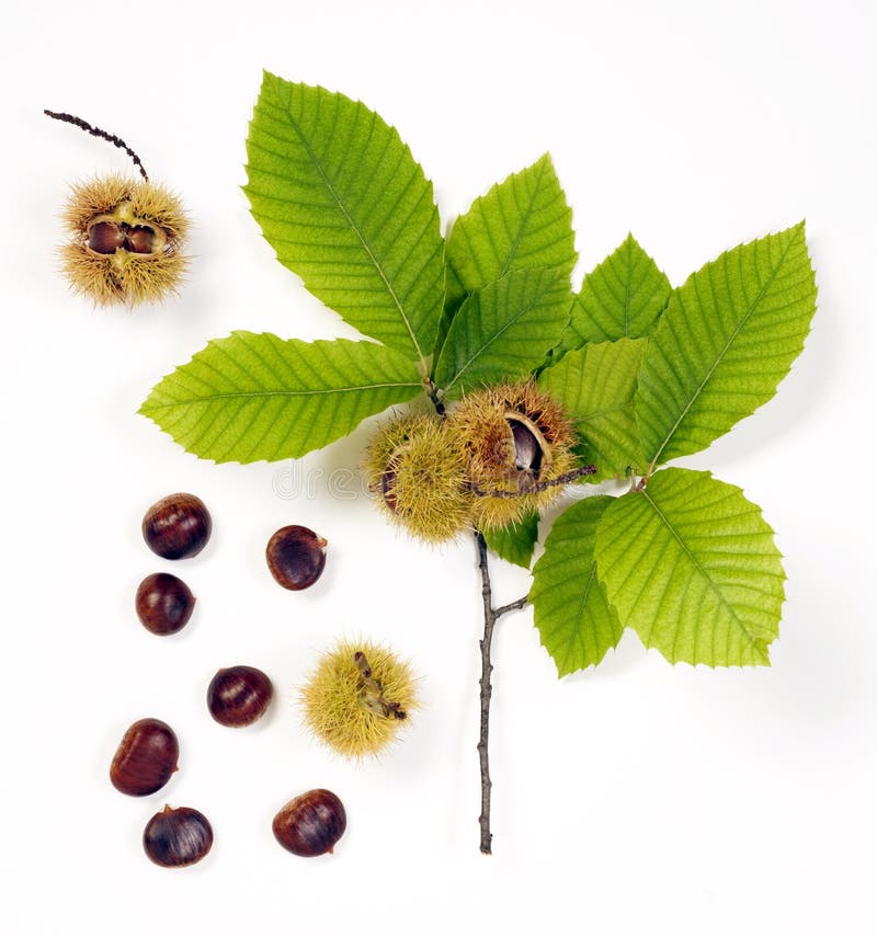 Sweet chestnut tree trunk stock image. Image of chestnut - 10277291