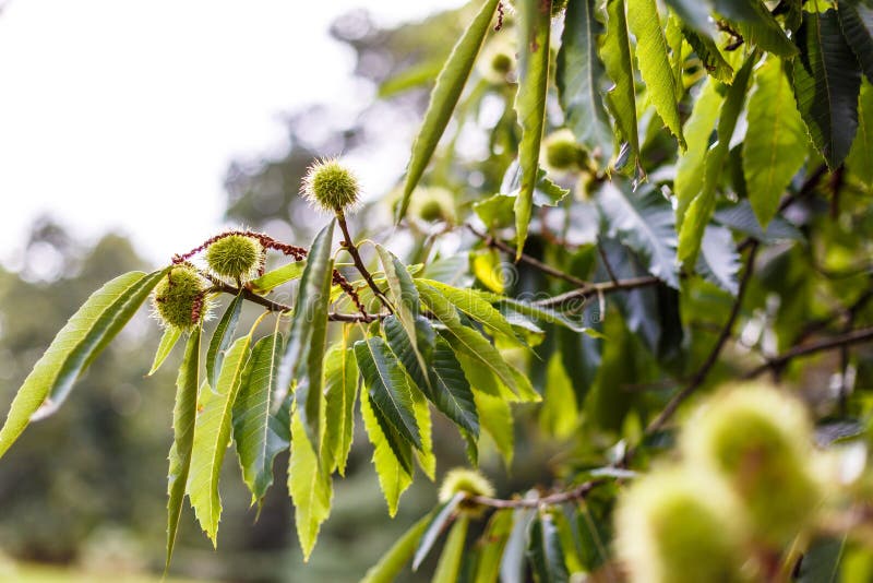 Sweet chestnut in autumn stock image. Image of healthy - 78126301