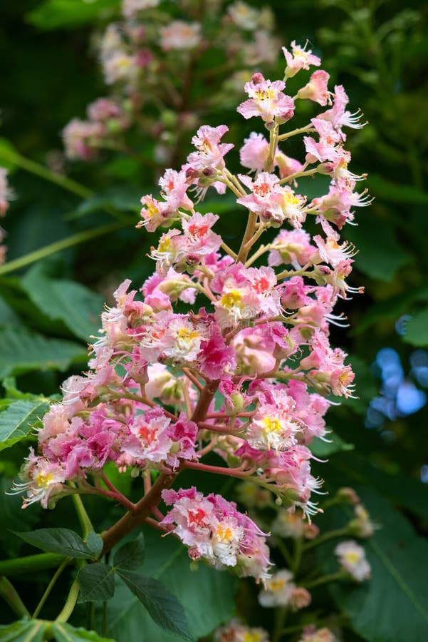 Sweet Chestnut Blossom stock photo. Image of greenery - 93306314