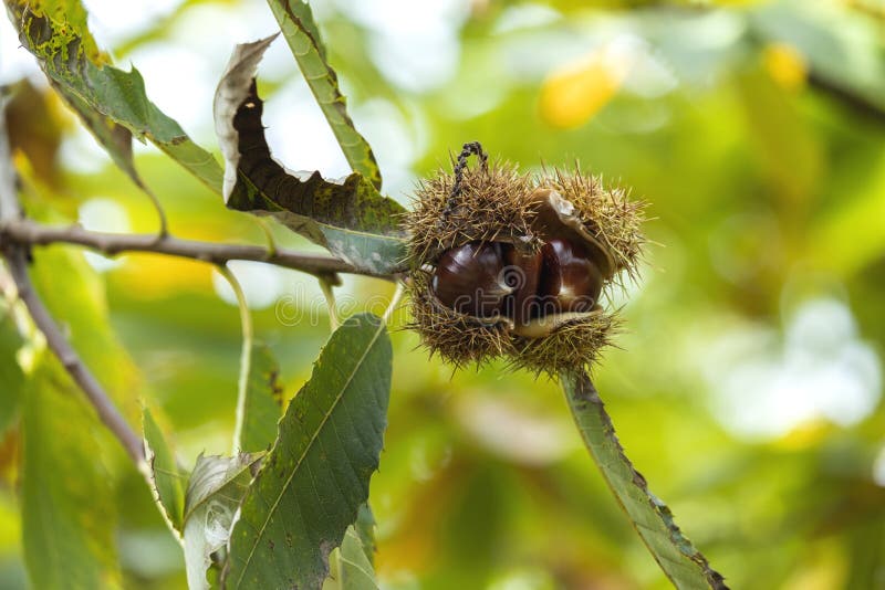 Sweet Chestnut Bur with Fruits Stock Image - Image of flowers, forest ...