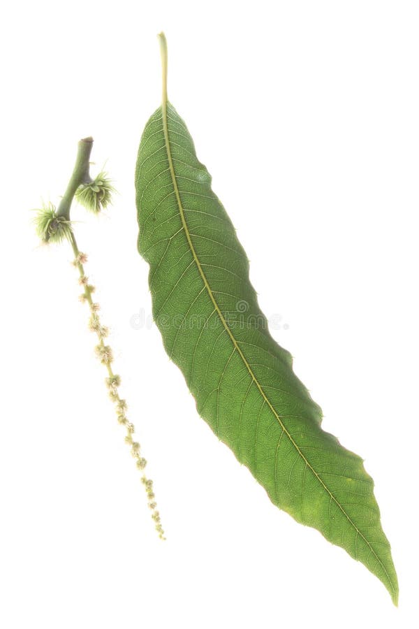 Castanea Sativa Wild Chestnut Tree with Chestnuts and Green Leaves ...