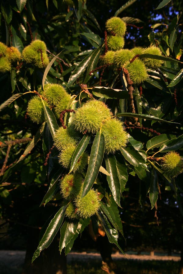 Sweet chestnut tree trunk stock image. Image of chestnut - 10277291