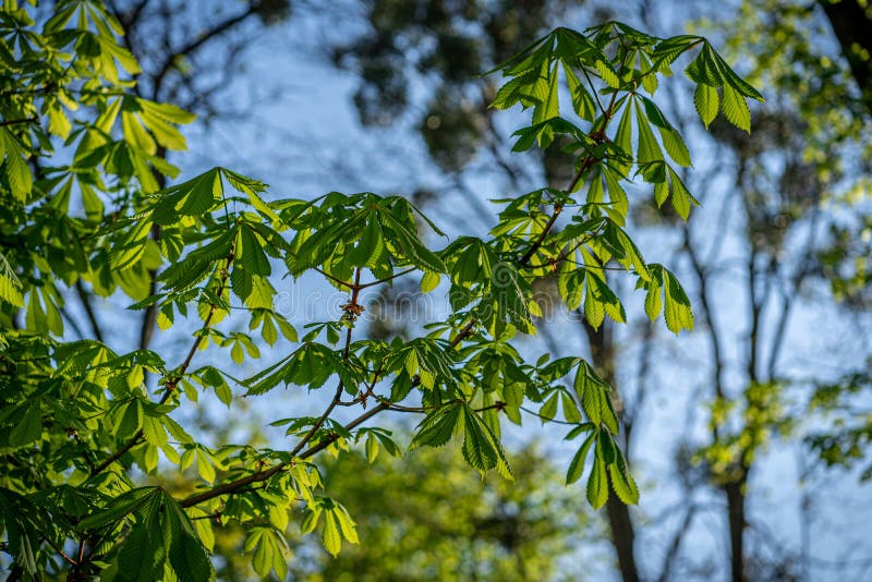 The Sweet Chestnut Castanea Sativa Tree Seen Upwards Stock Photo ...