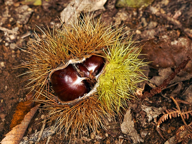 Sweet Chestnut Fruit in Nature - Castanea Sativa Stock Photo - Image of ...