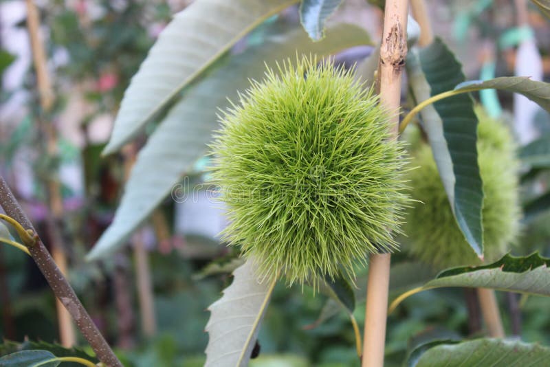 Sweet chestnut stock image. Image of chestnut, sweetchestnut - 258989705