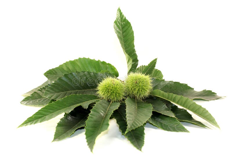 Sweet chestnut stock photo. Image of green, leaf, fruits - 33435536