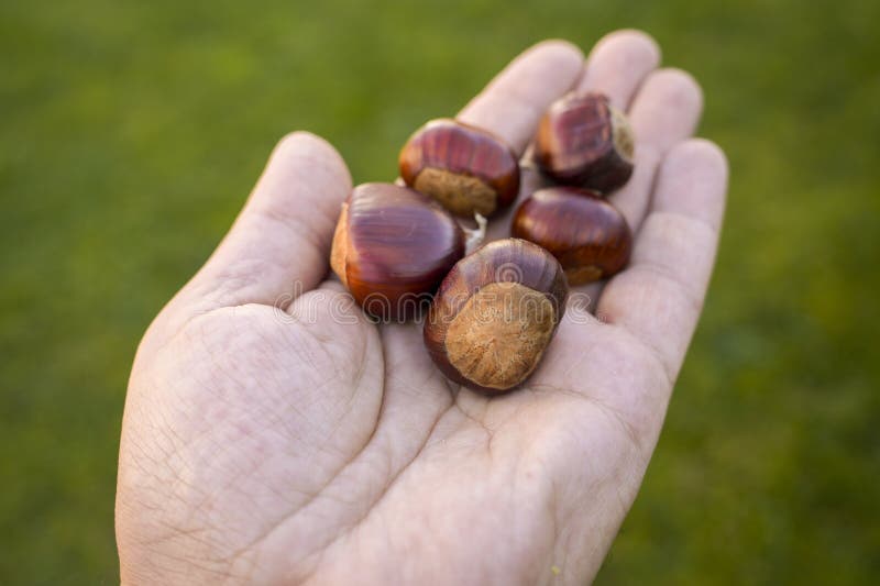 Sweet Chestnut Peeled in Human Hand Outdoor Stock Photo - Image of ...