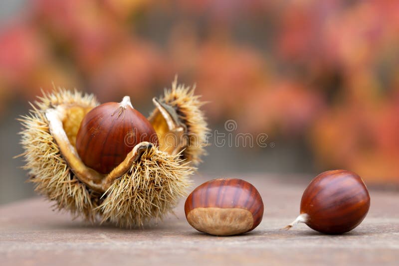 Sweet chestnut and shell stock photo. Image of plant - 225204026