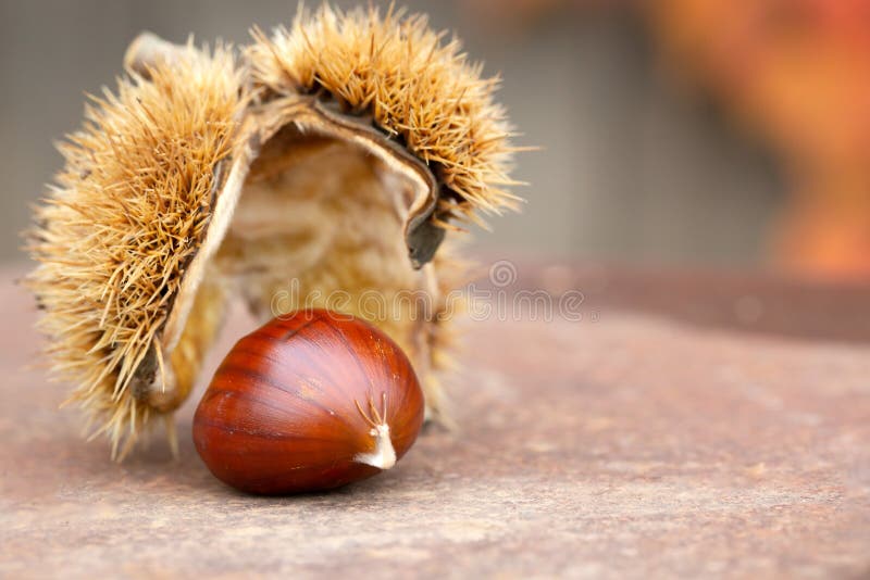 Sweet chestnut and shell stock photo. Image of fall - 225204042