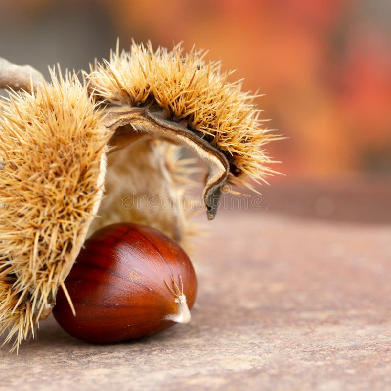 Sweet chestnut and shell stock photo. Image of hazelnuts - 225204054