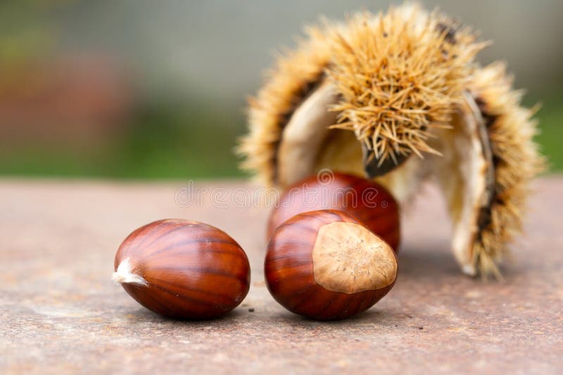 Sweet chestnut and shell stock image. Image of plant - 225204079