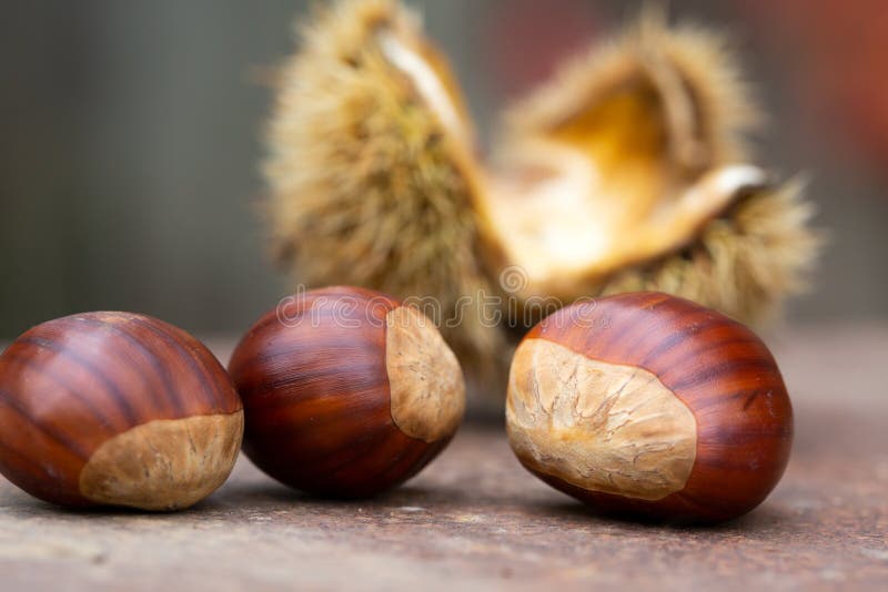 Sweet chestnut and shell stock photo. Image of green - 225204092