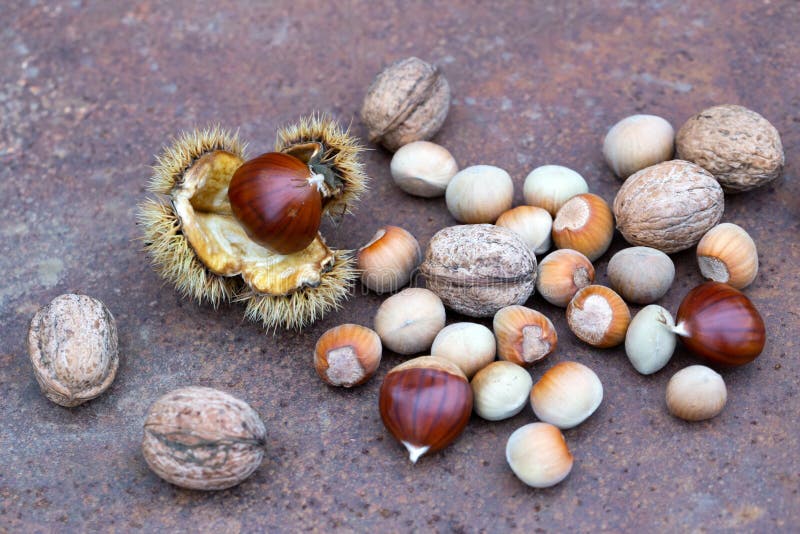 Sweet Chestnut with Shell, Walnuts and Hazelnts Stock Image - Image of ...