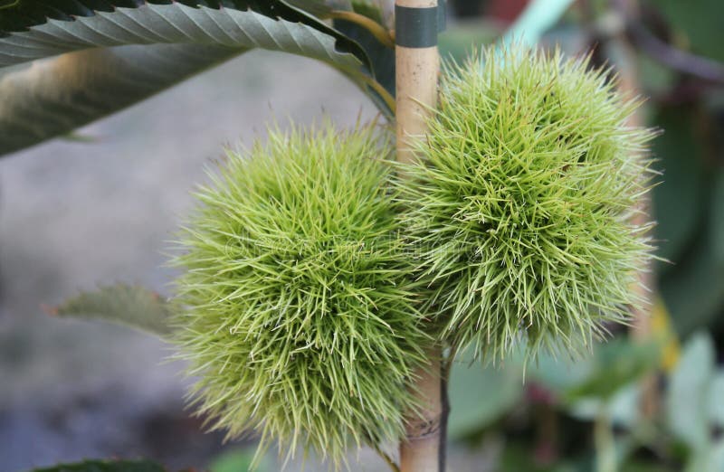 Sweet chestnut stock image. Image of sweet, garden, sweetchestnut ...