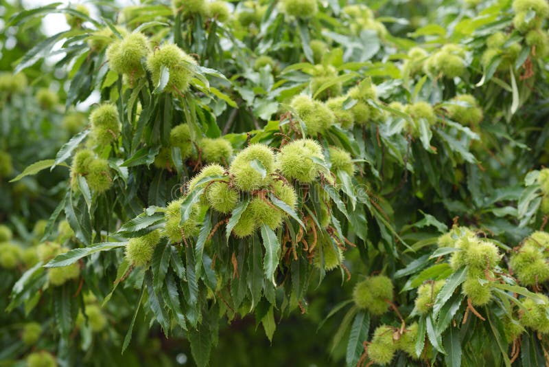 Sweet chestnut tree trunk stock image. Image of chestnut - 10277291