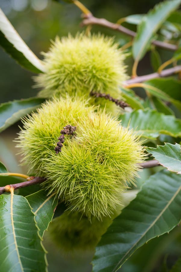 Sweet chestnut stock photo. Image of flora, season, chestnuts - 198159014