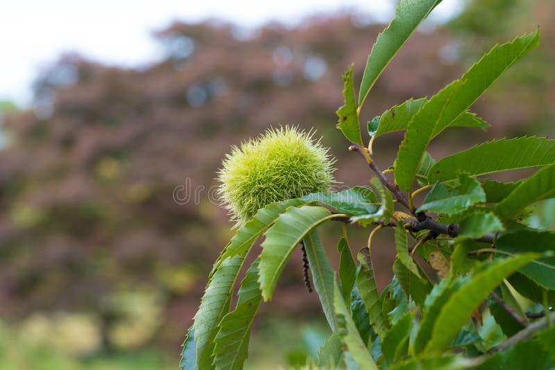 Sweet chestnut stock photo. Image of season, spiny, flora - 198159032