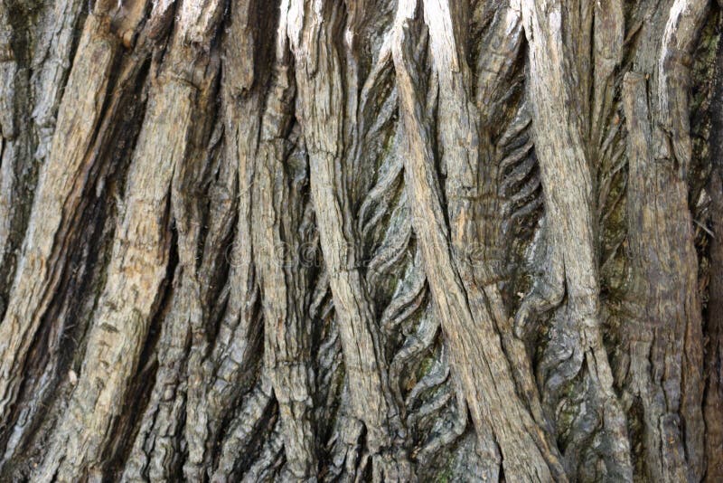 Sweet chestnut tree bark stock image. Image of woodland - 177864949