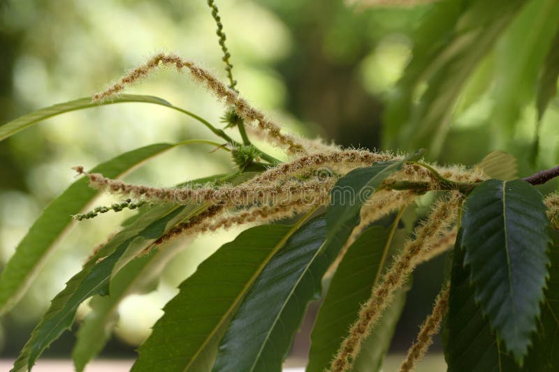Castanea Sativa Wild Chestnut Tree With Chestnuts And Green Leaves ...