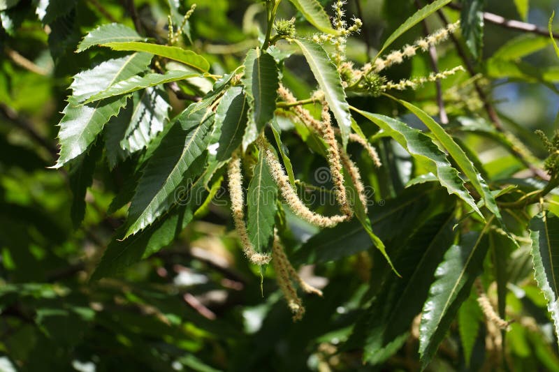 Sweet Chestnut Tree (Castanea Sativa) Stock Image - Image of flora ...