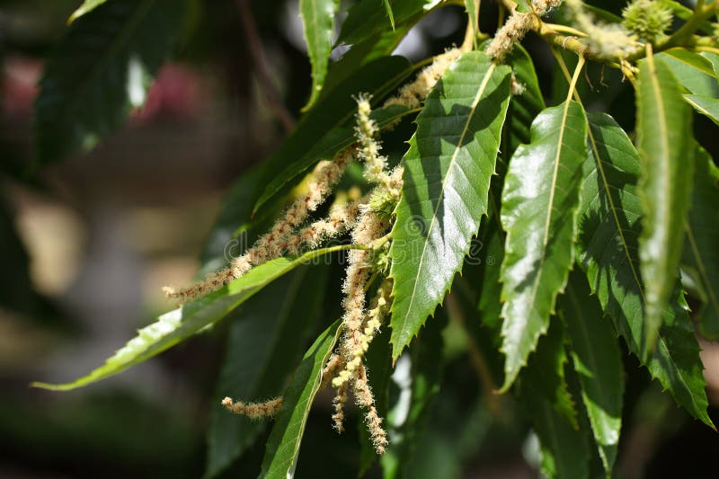 Sweet Chestnut Tree (Castanea Sativa) Stock Image - Image of nature ...