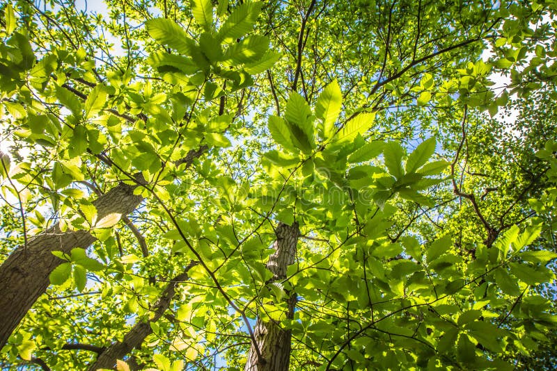 The Sweet chestnut tree stock image. Image of green - 184771287