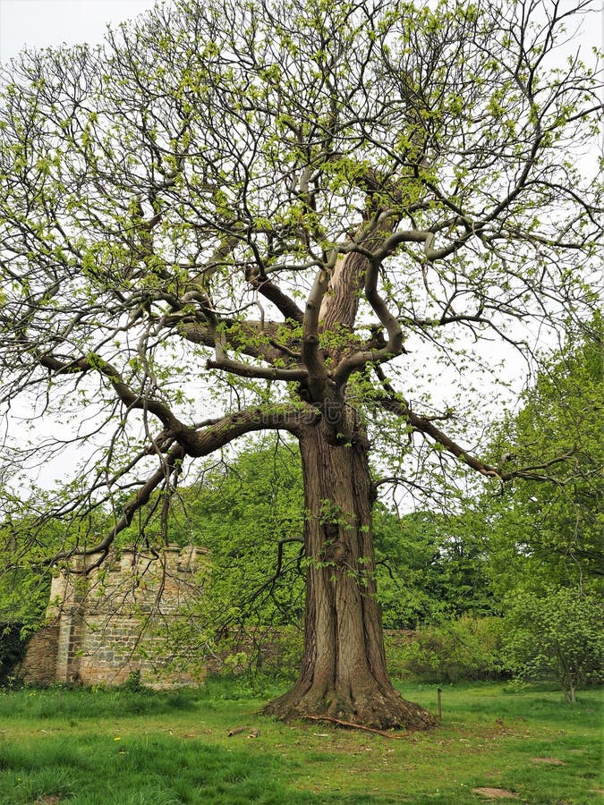 Sweet Chestnut Tree, Castanea Sativa, in Winter Stock Photo - Image of ...