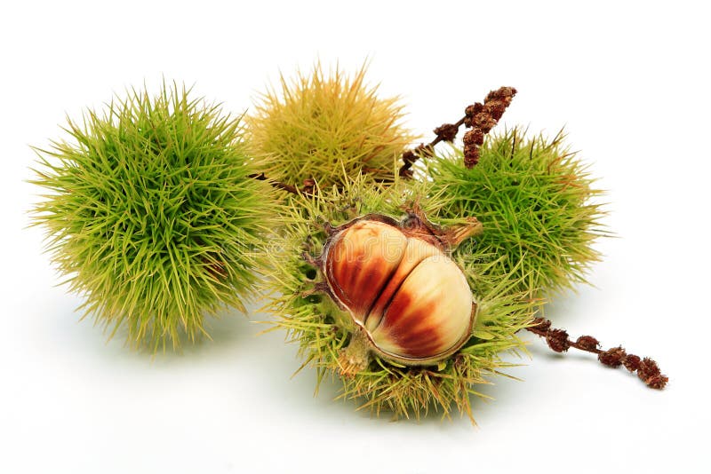 Sweet Chestnuts stock image. Image of shell, chestnut - 1552561
