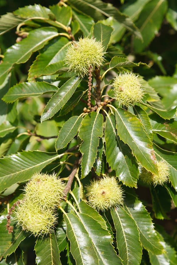 Chestnut stock image. Image of fall, thorn, horse, tree - 11187359