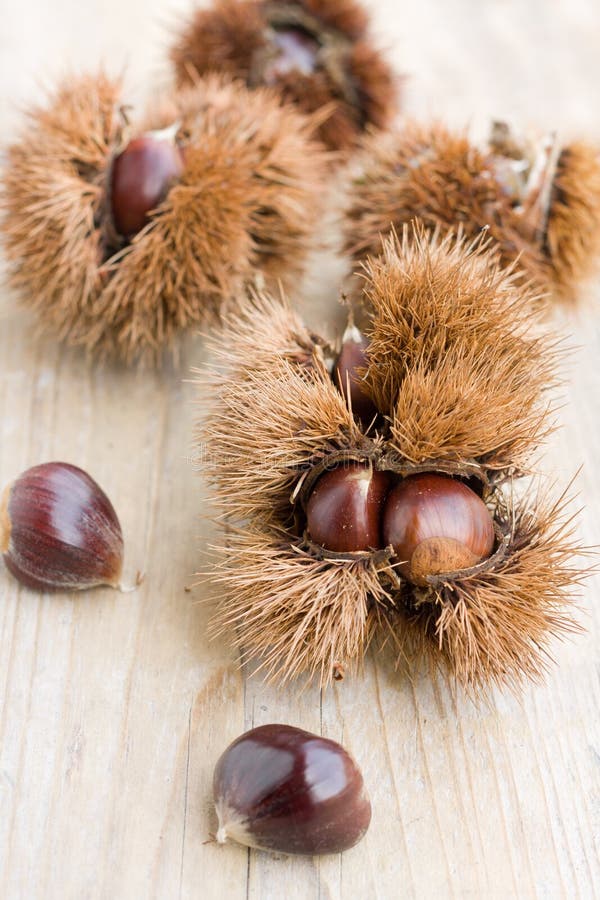 Sweet chestnuts stock photo. Image of colour, shot, chestnut - 27308964