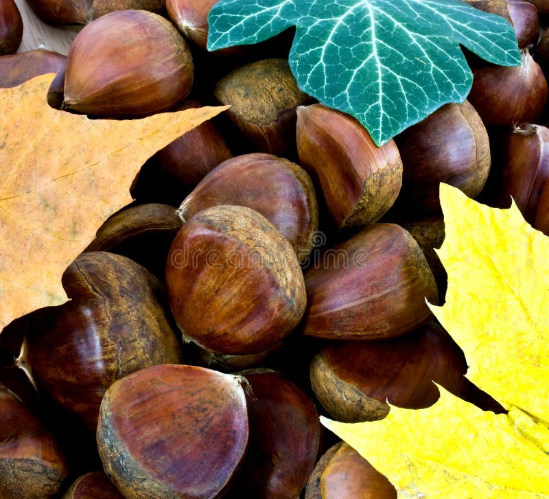Edible chestnuts stock image. Image of round, fresh, closeup - 27766695