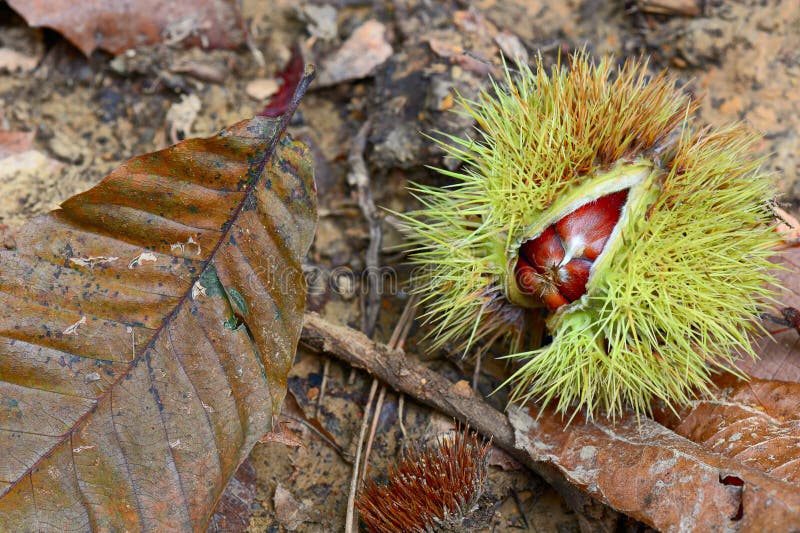 Castanea Sativa Wild Chestnut Tree with Chestnuts and Green Leaves ...
